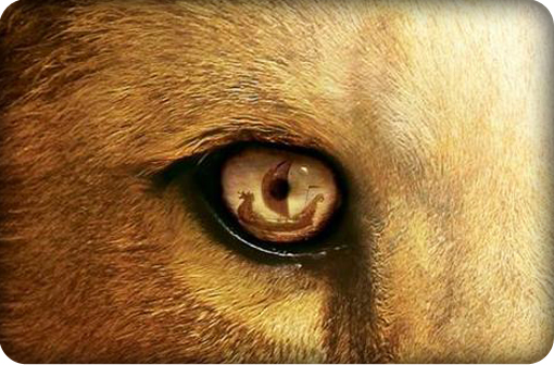 Blu-ray Review: Chronicles of Narnia: Voyage of the Dawn Treader ...