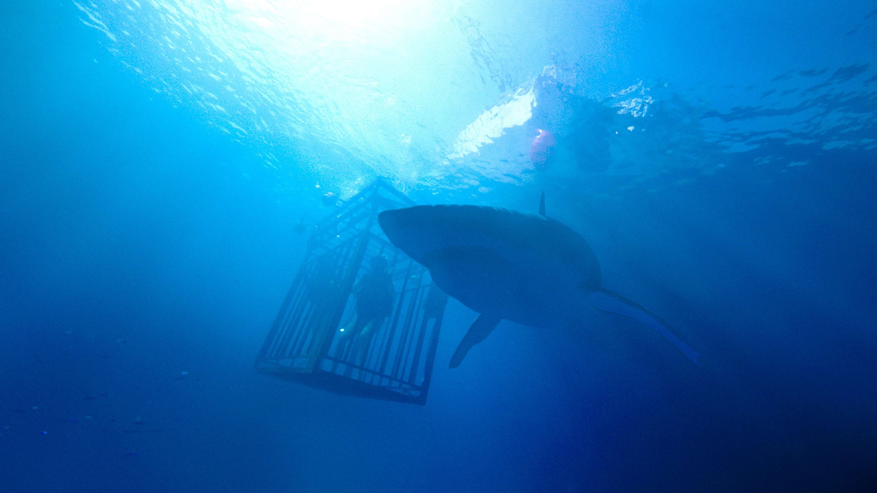 47 METRES DOWN - STARBURST Magazine